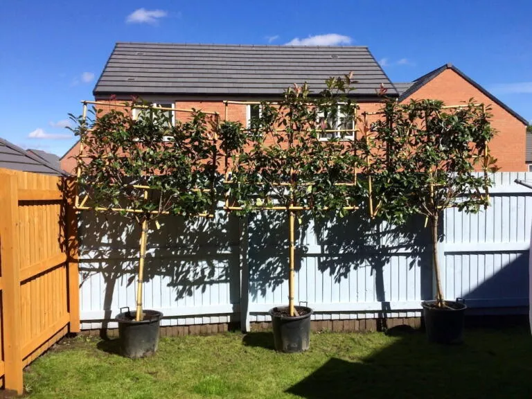 How to Prune Photinia Red Robin: UK Timing & Technique Guide - Garden ...