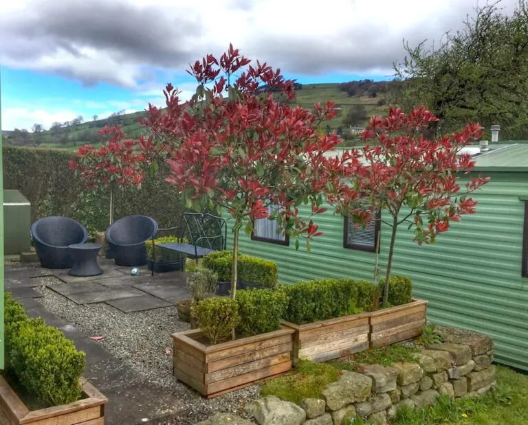 How to Prune Photinia Red Robin: UK Timing & Technique Guide - Garden ...
