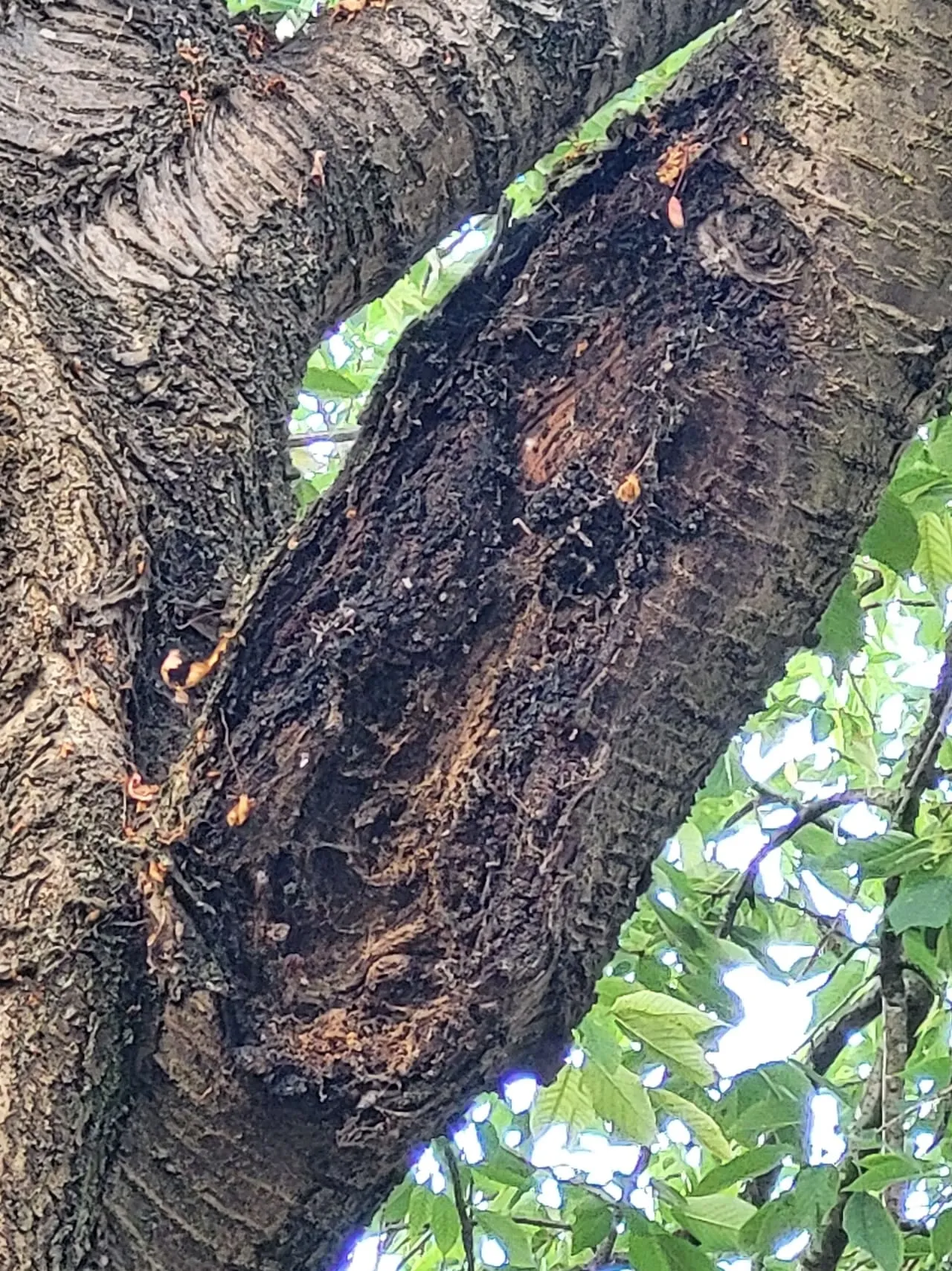 Canker and sap on cherry tree - Canker and sap on cherry tree - Ask a ...