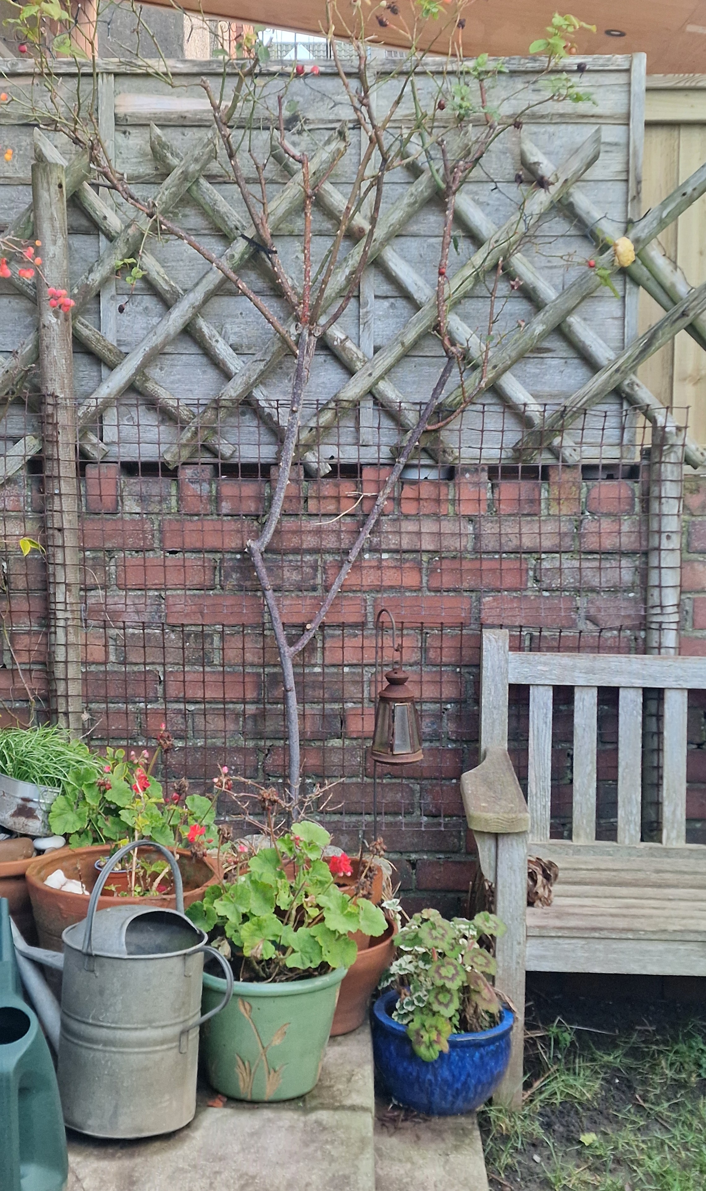Hard pruning of climbing rose - Hard pruning of climbing rose - Ask a ...